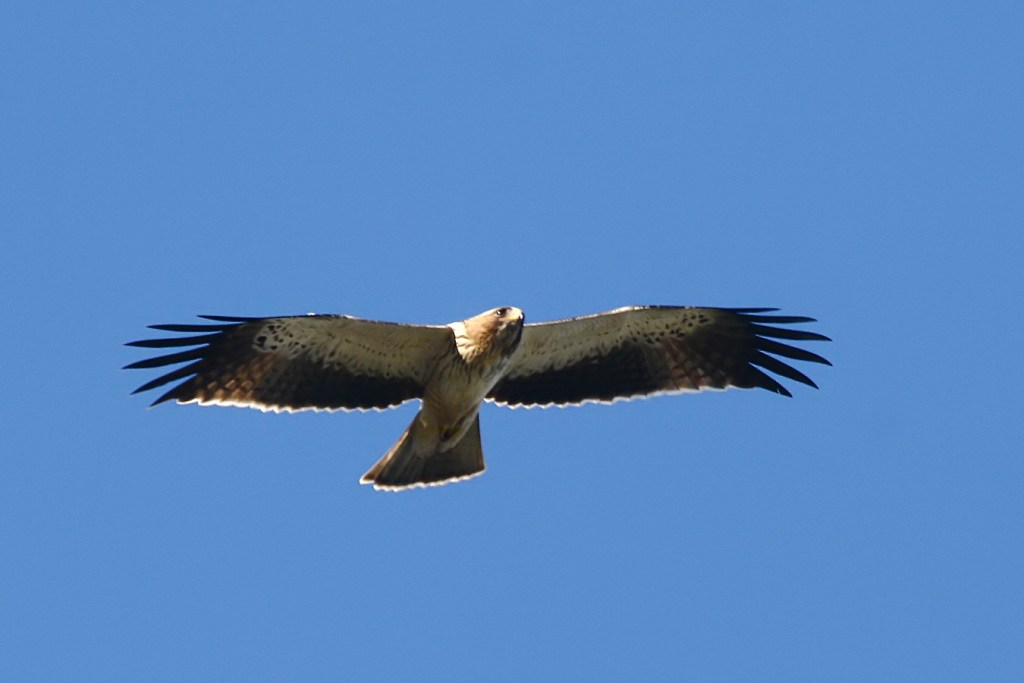 Accipitridae – Aves do Mundo