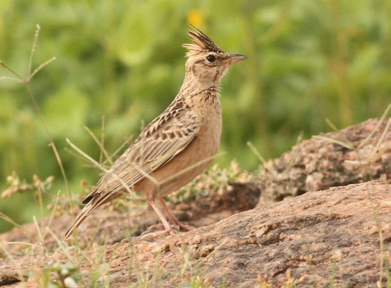 Alaudidae – Aves do Mundo