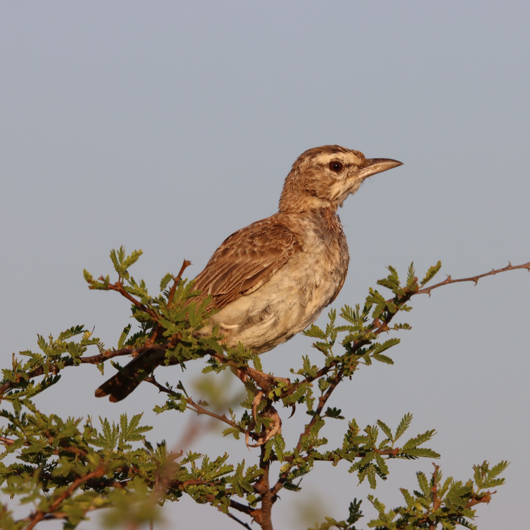 Alaudidae – Aves do Mundo