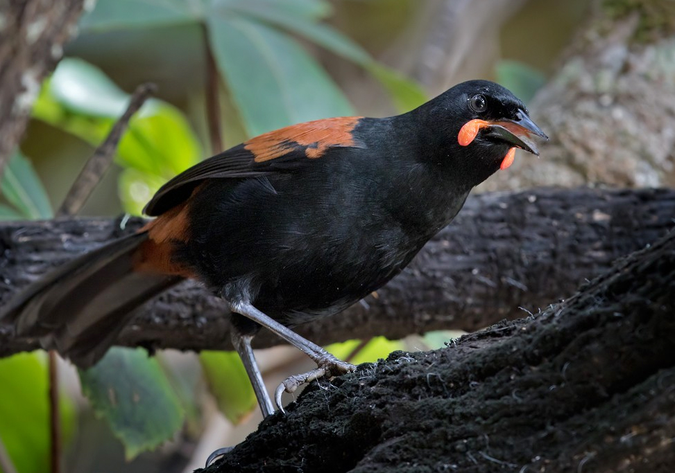 Callaeidae – Aves do Mundo