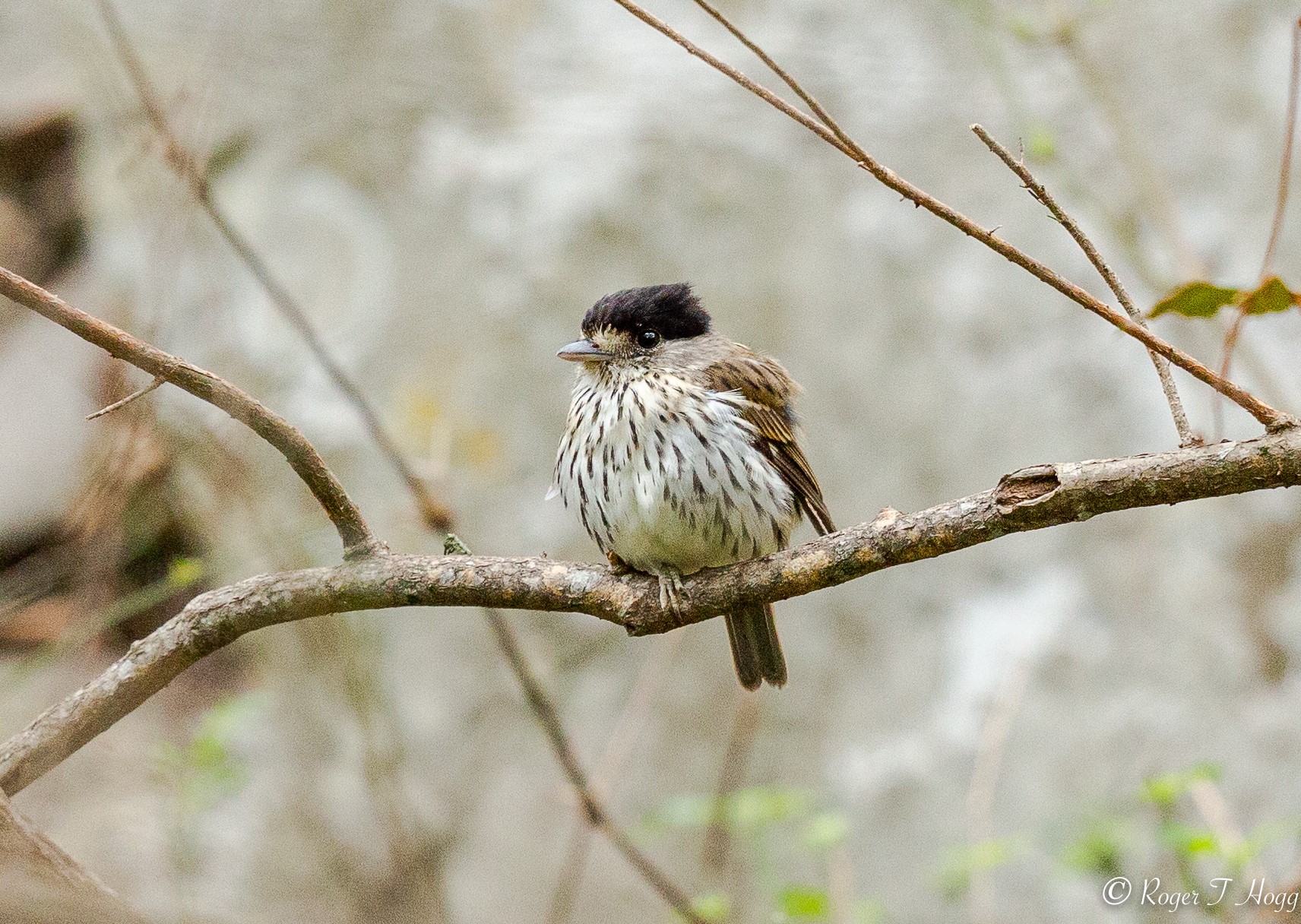 Calyptomenidae – Aves do Mundo