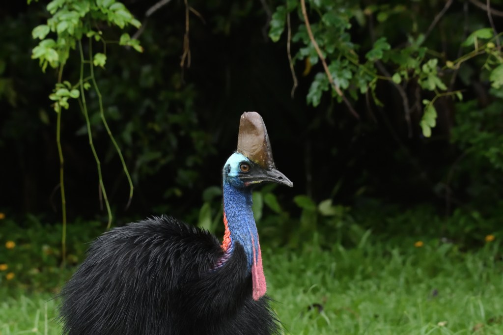 Casuariidae – Aves do Mundo