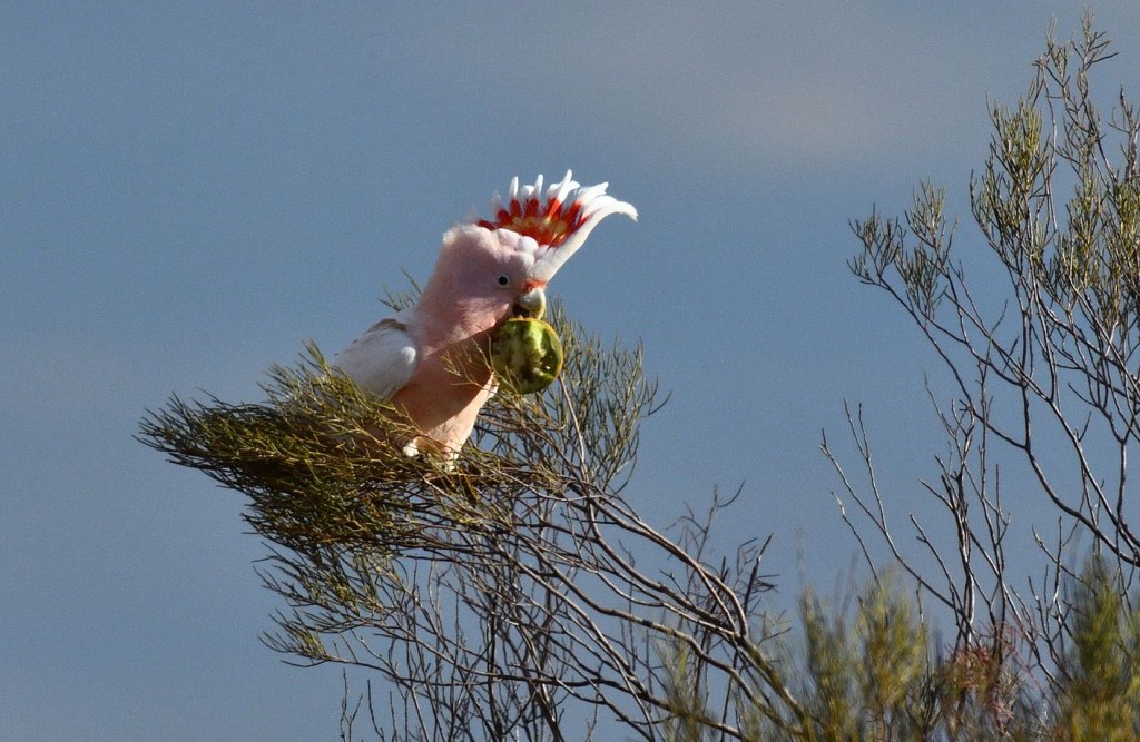 Cacatuidae – Aves do Mundo