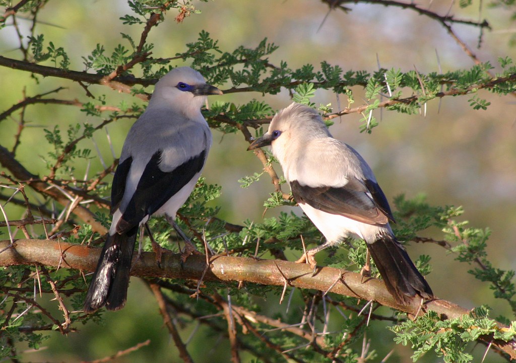 Corvidae – Aves do Mundo