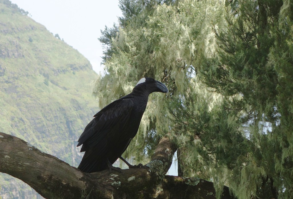 Corvidae – Aves do Mundo