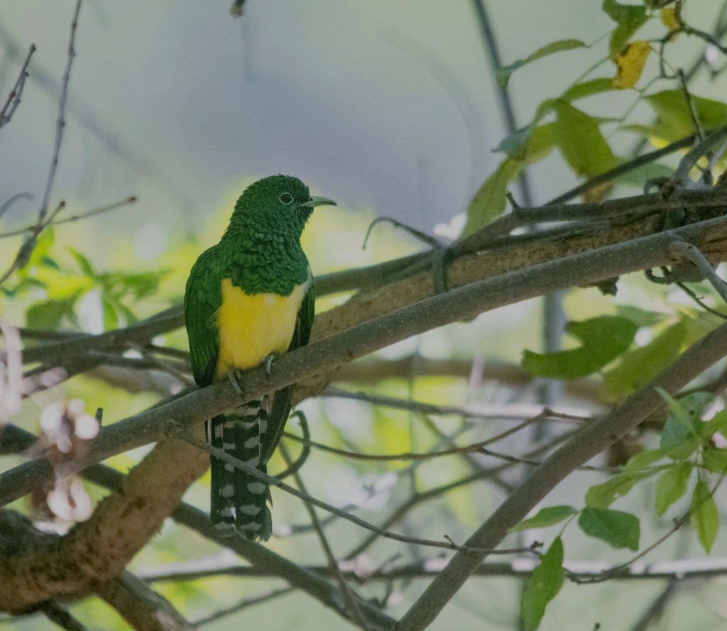 Cuculidae – Aves do Mundo