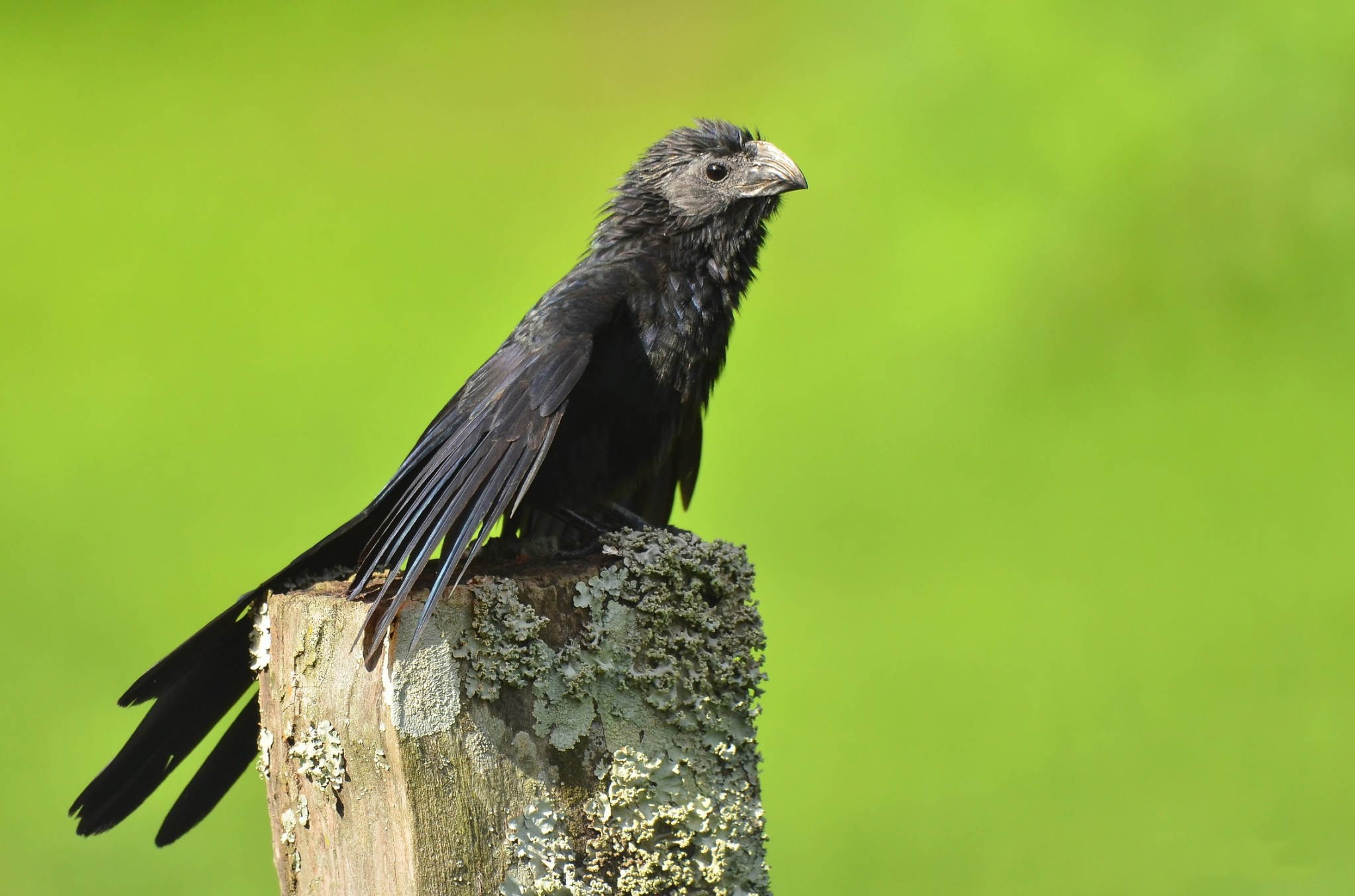 Cuculidae – Aves do Mundo