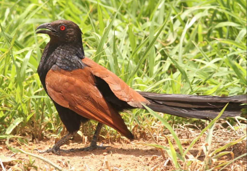 Cuculidae – Aves do Mundo