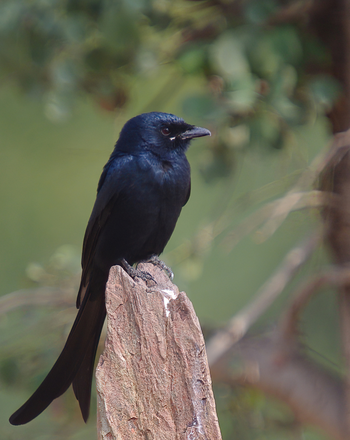 Dicruridae – Aves do Mundo