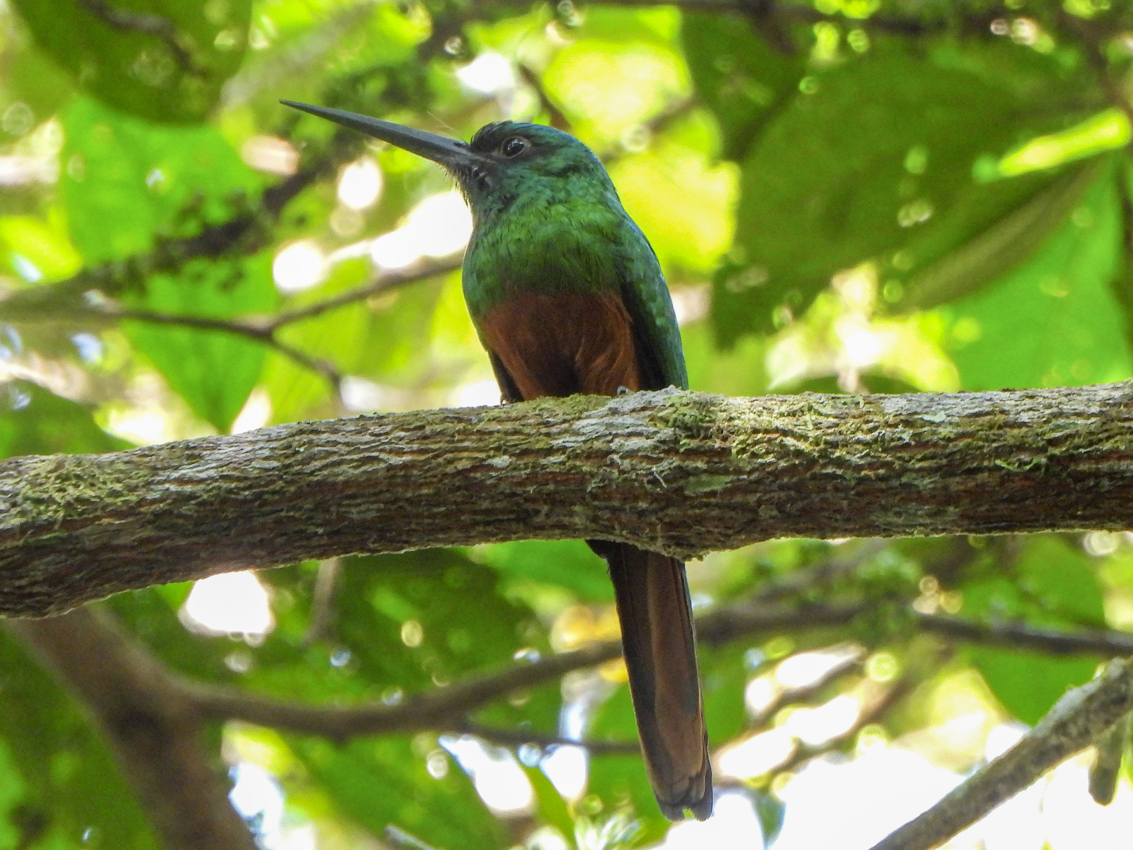 Galbulidae – Aves do Mundo
