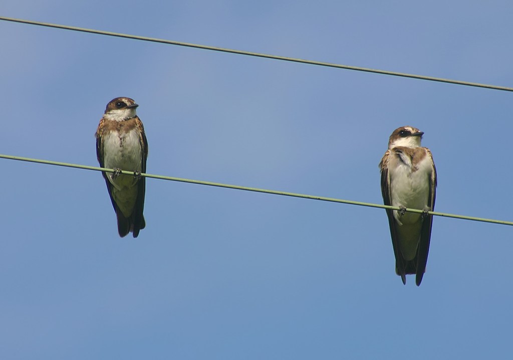 Hirundinidae – Aves do Mundo