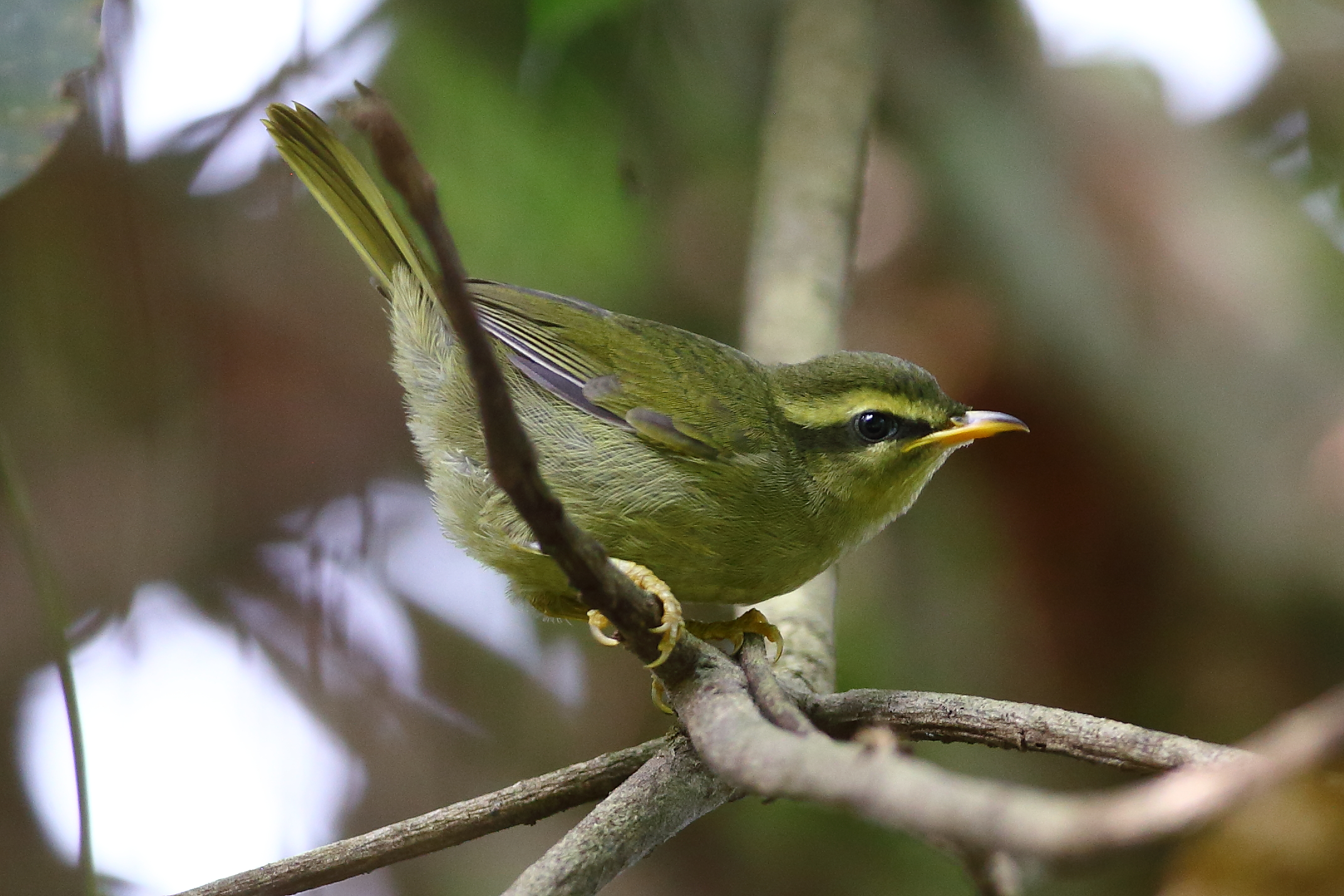 Hyliidae – Aves do Mundo
