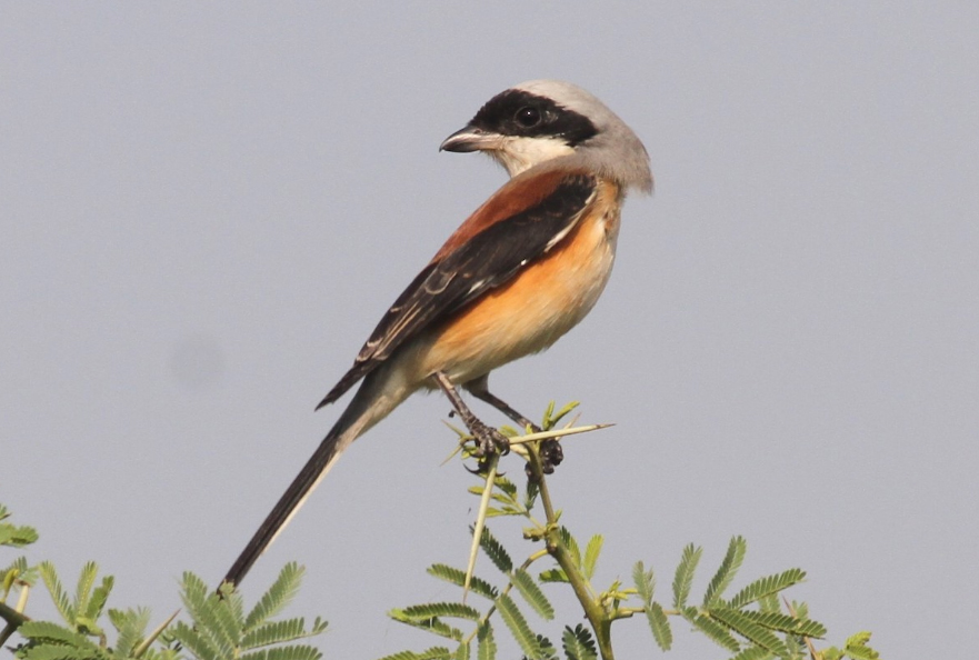 Laniidae – Aves do Mundo