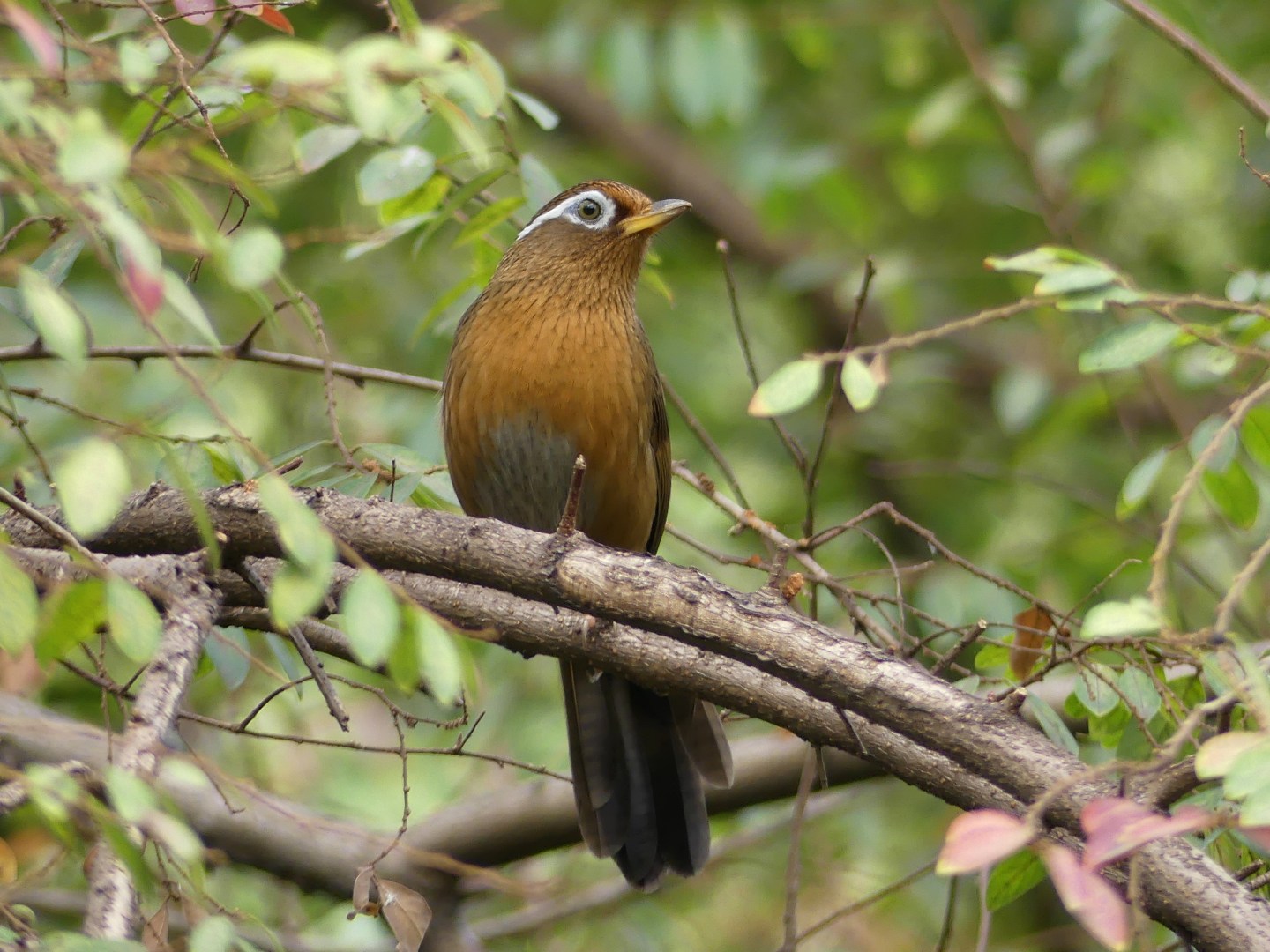 Leiothrichidae – Aves do Mundo