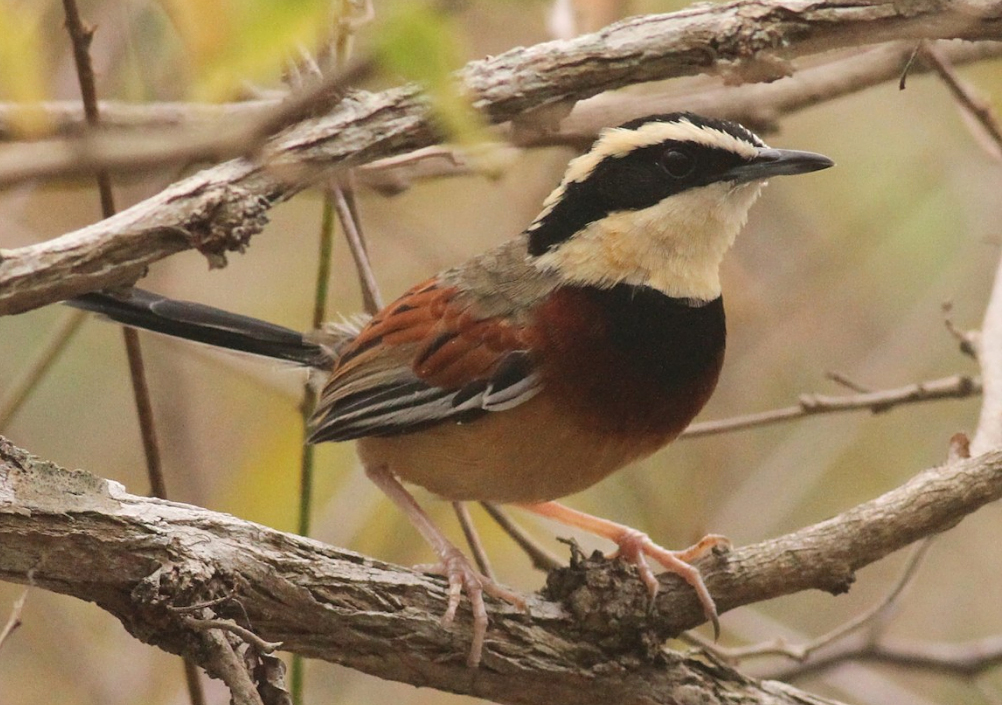 Melanopareiidae – Aves do Mundo