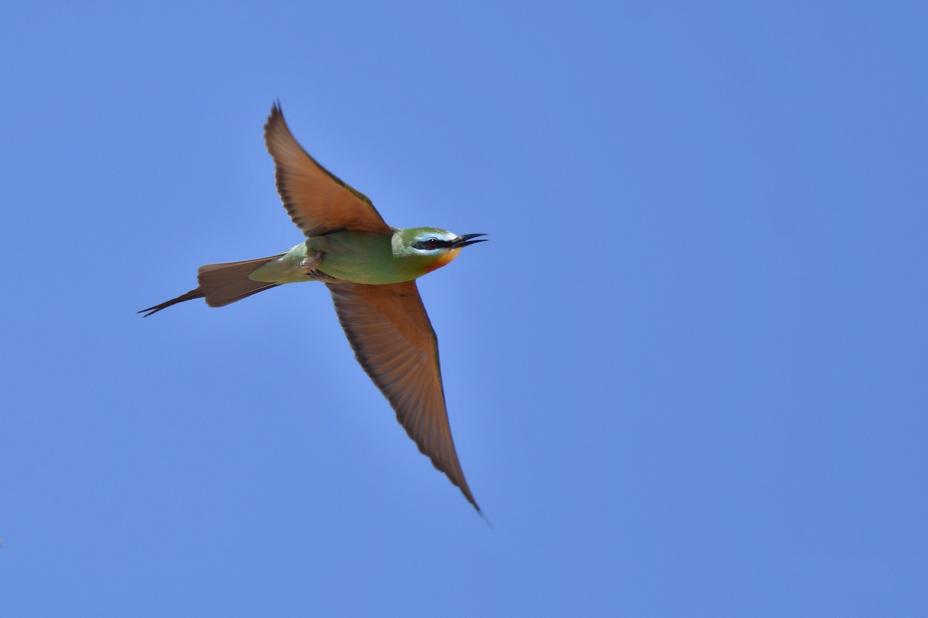 Meropidae – Aves do Mundo