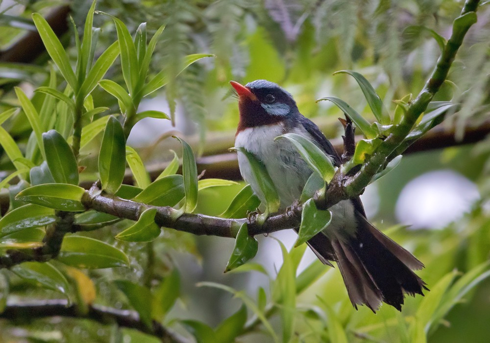 Monarchidae – Aves do Mundo