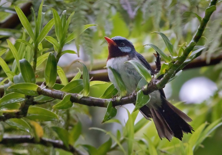 Monarchidae – Aves do Mundo