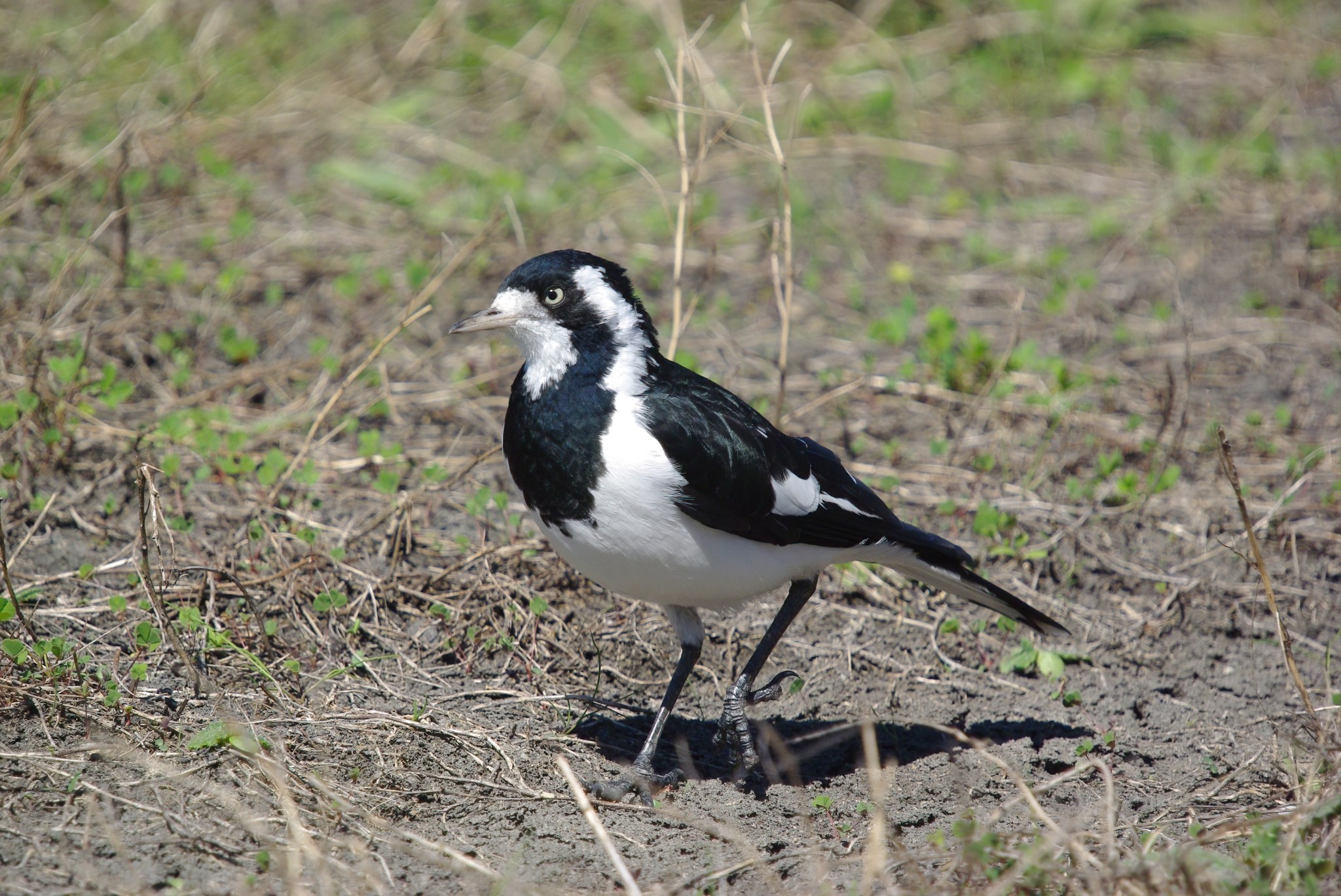 Monarchidae – Aves do Mundo