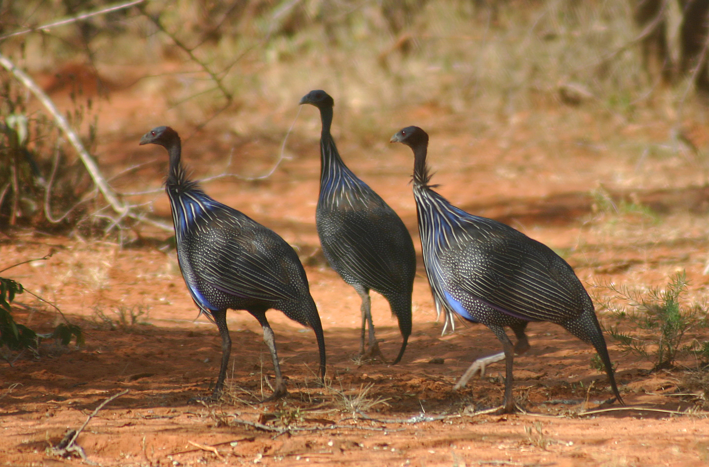 Numididae – Aves do Mundo