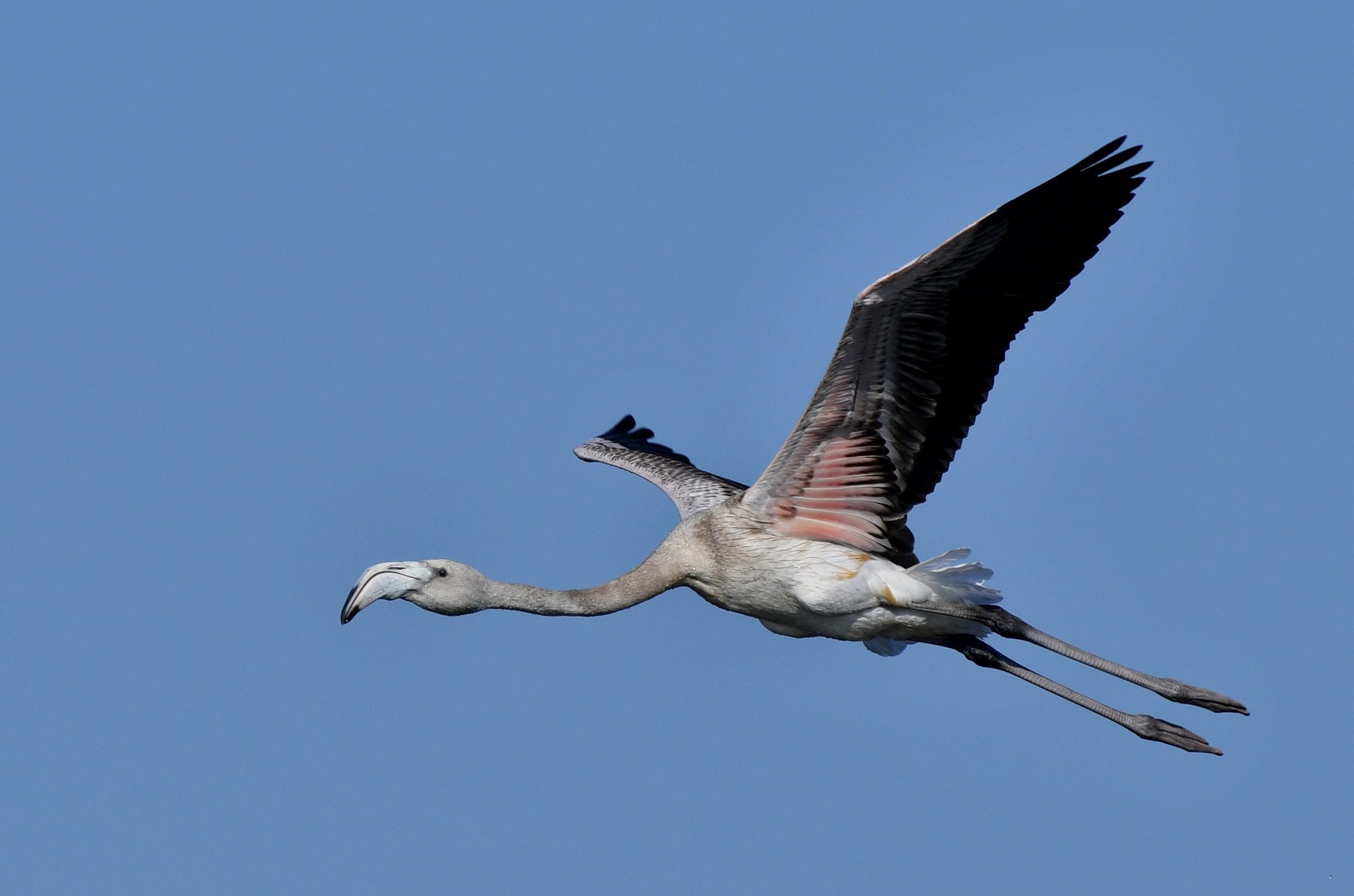 Phoenicopteridae – Aves do Mundo