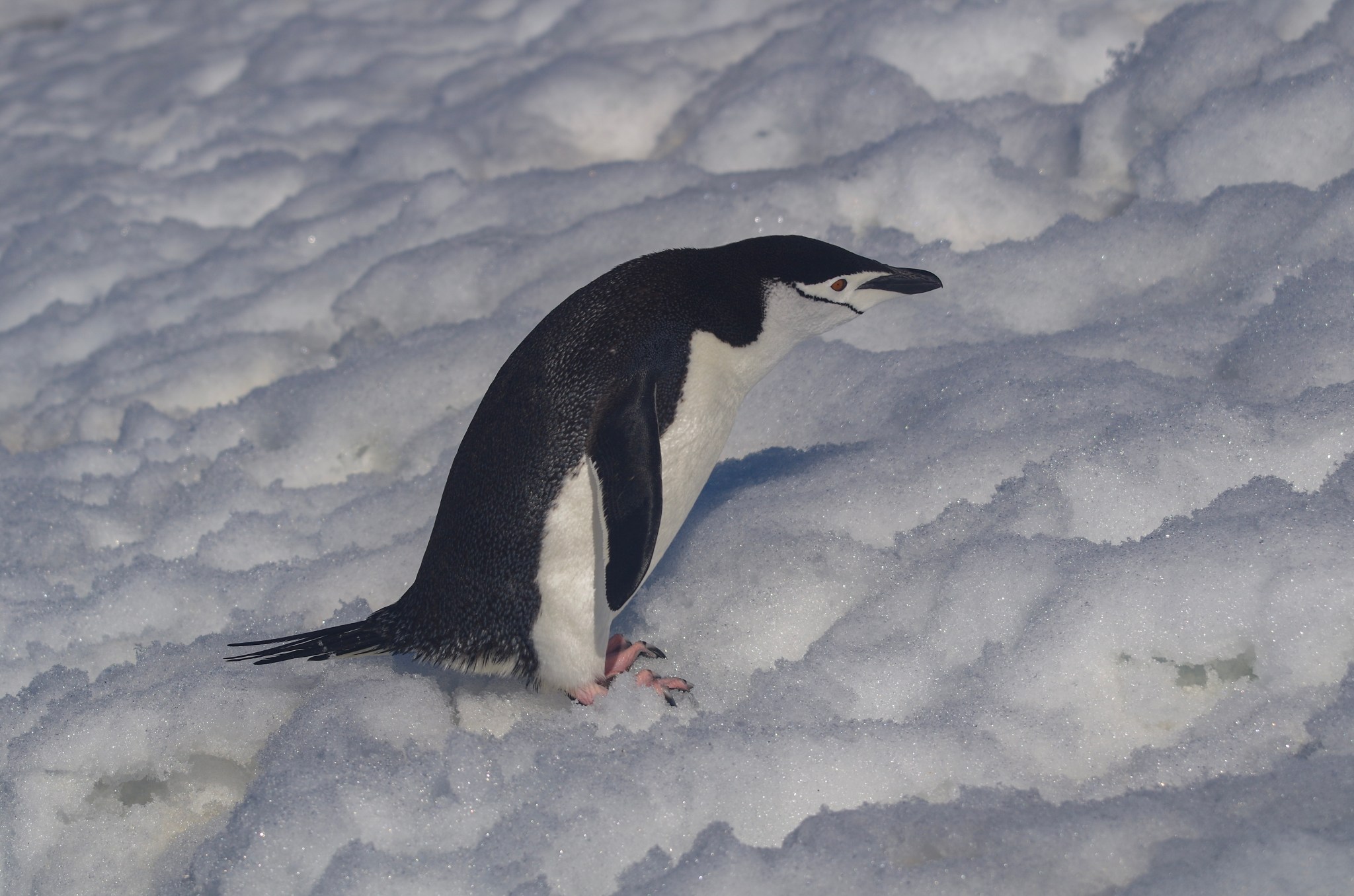 Spheniscidae – Aves do Mundo