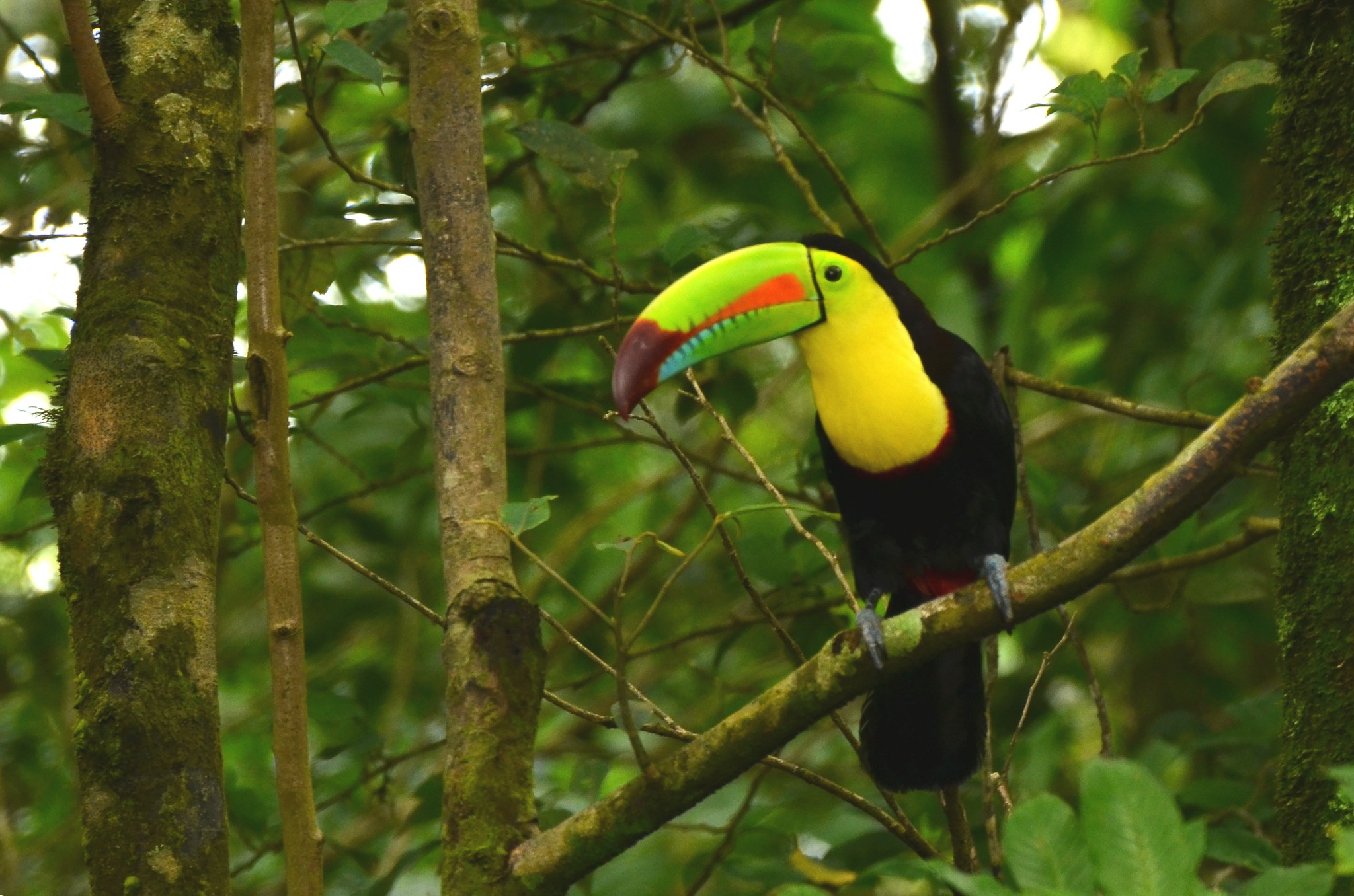 Ramphastidae – Aves do Mundo