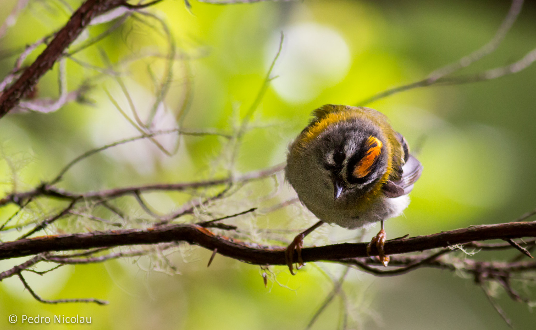 Regulidae – Aves do Mundo