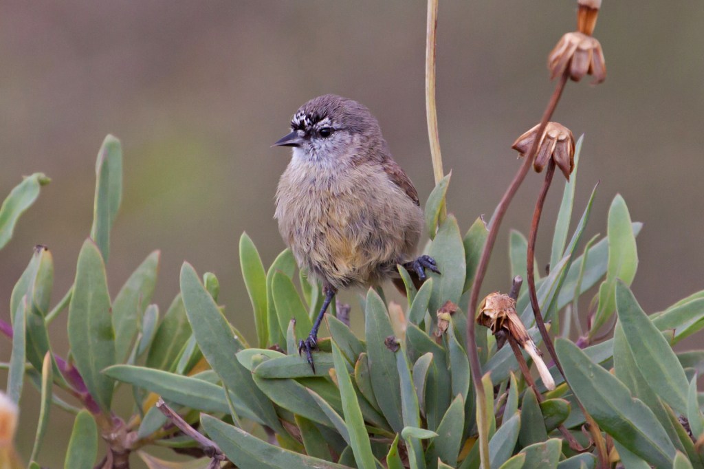 Remizidae – Aves do Mundo