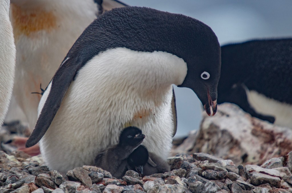 Spheniscidae – Aves do Mundo