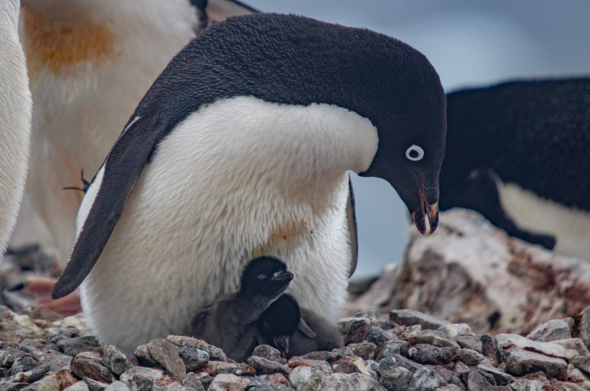 Spheniscidae – Aves do Mundo