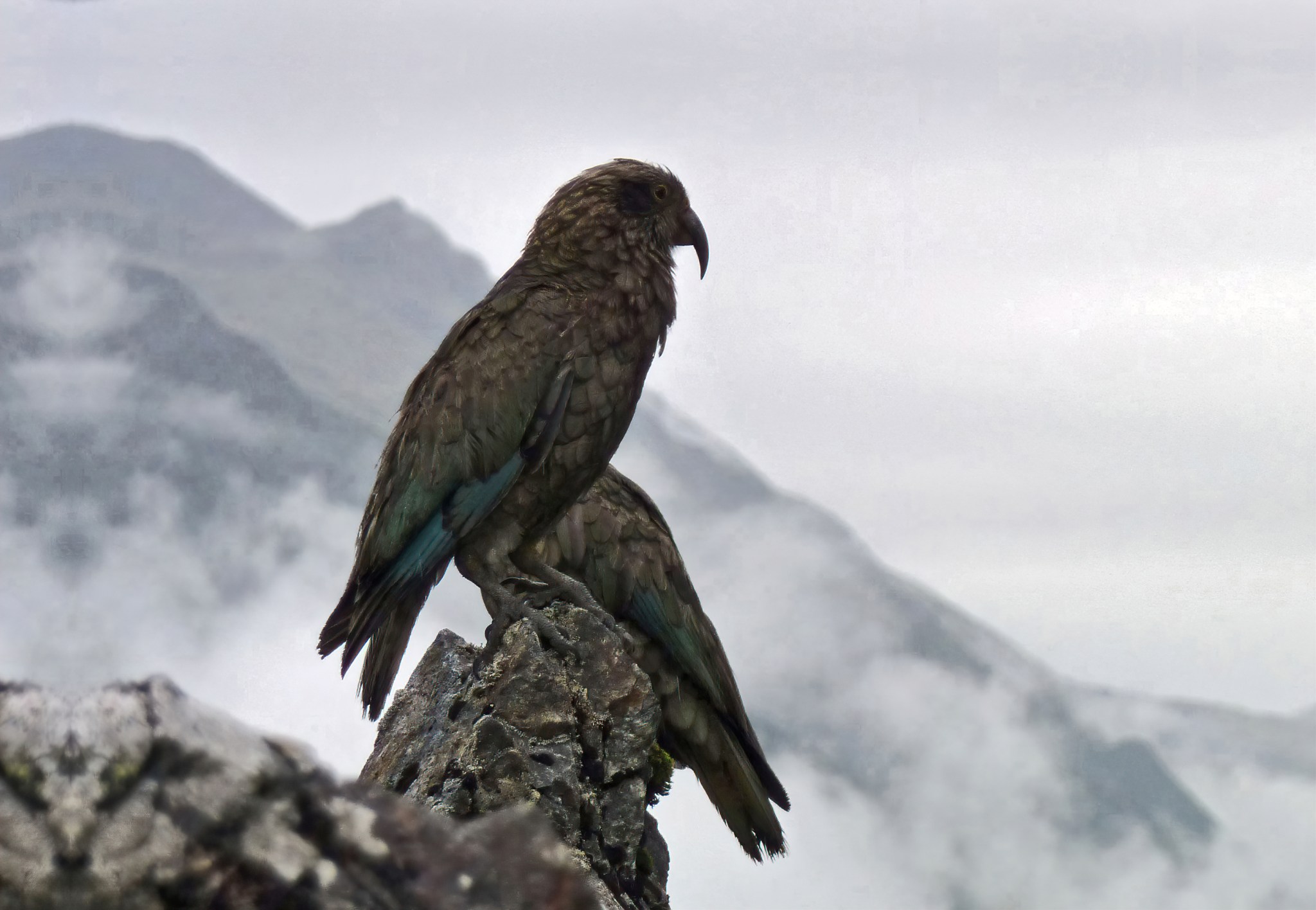 Strigopidae – Aves do Mundo