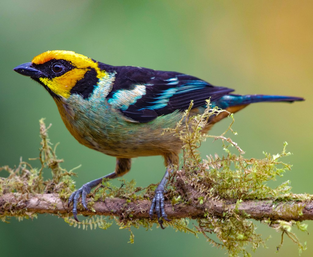 Thraupidae – Aves do Mundo