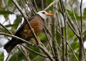 Turdidae – Aves do Mundo