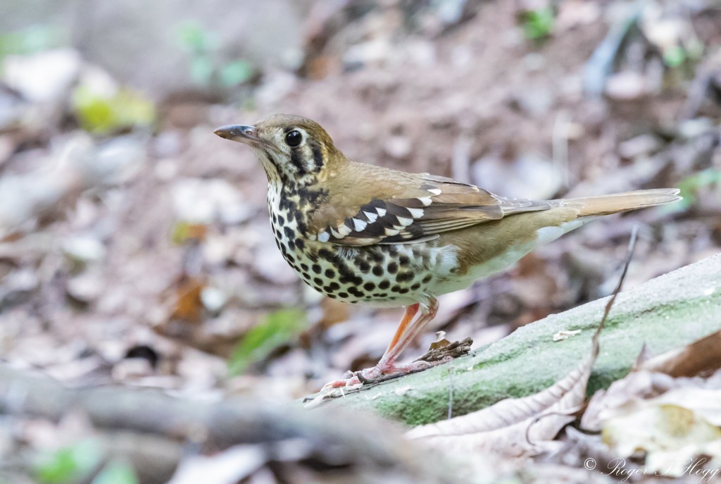 Turdidae – Aves do Mundo