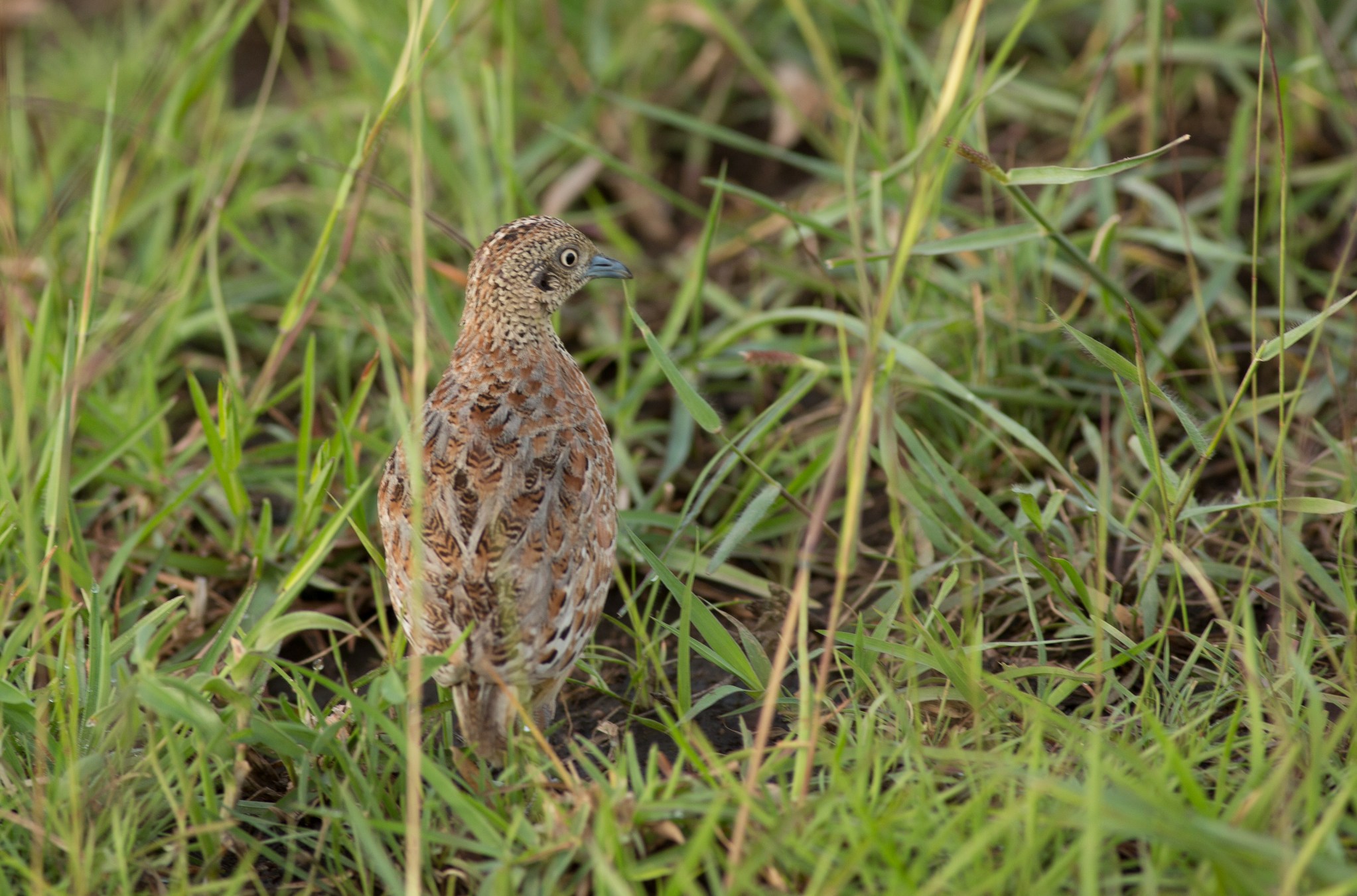 Turnicidae – Aves do Mundo