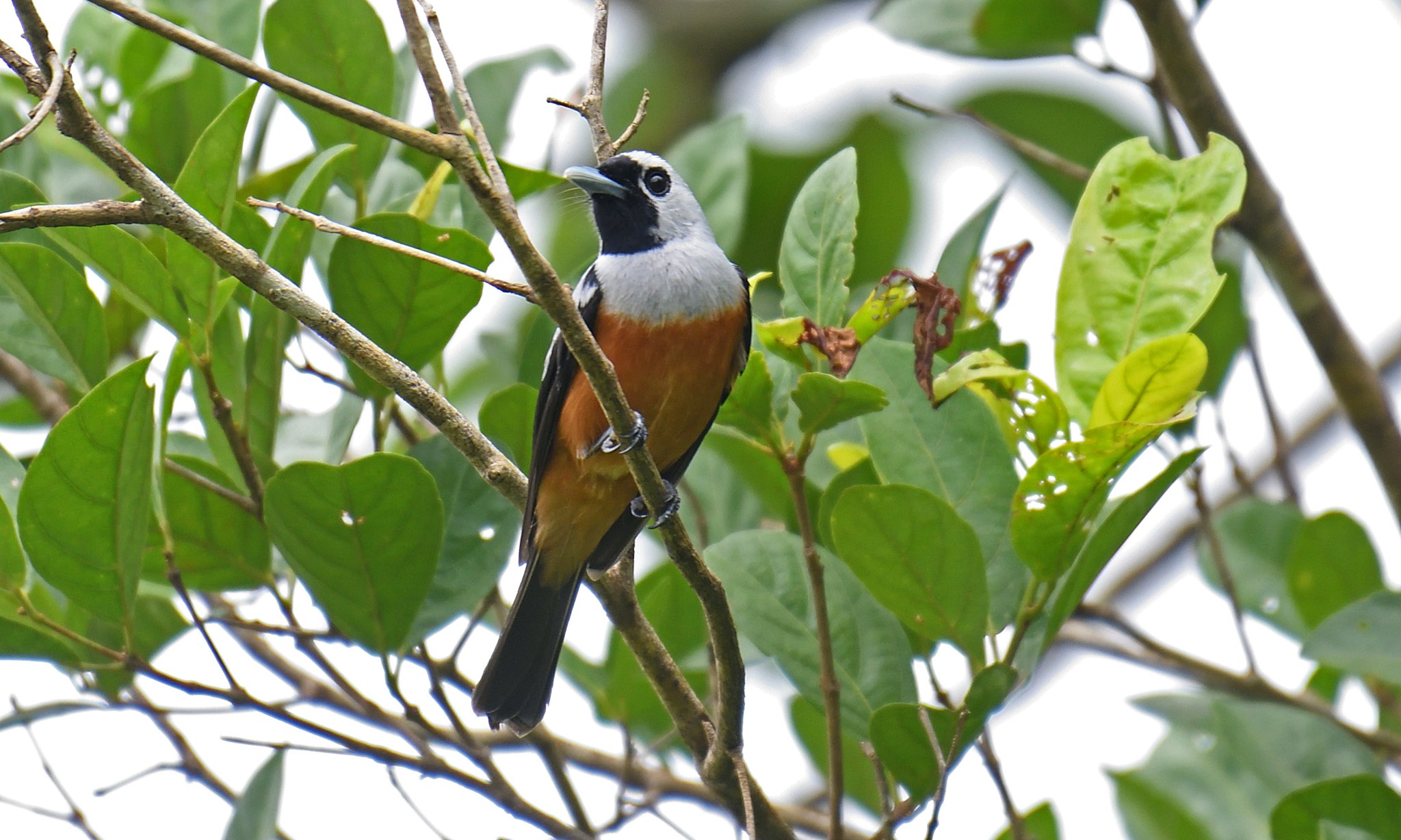 Monarchidae – Aves do Mundo