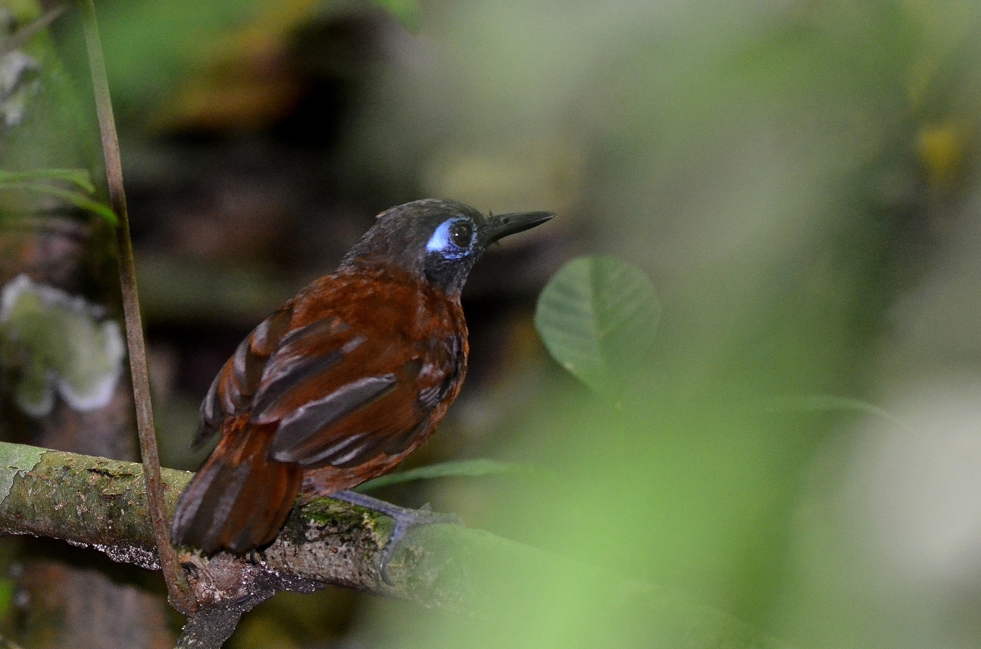 Thamnophilidae – Aves do Mundo